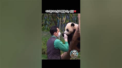 아기판다 후이바오 꼬순내 폴폴나는 영상 ️ ️ 송바오님의 쌍둥바오 손뽀뽀 ️ ️ Youtube