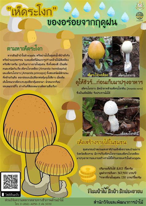เห็ดระโงก ของอร่อยจากฤดูฝน สำนักวิจัยและพัฒนาการป่าไม้