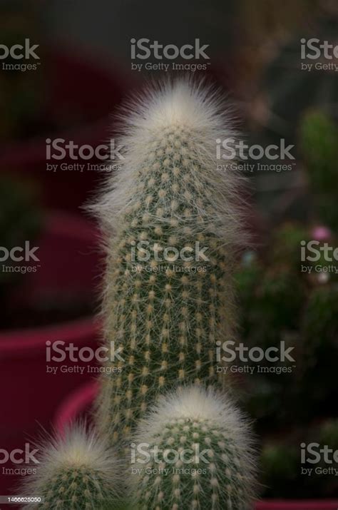 Closeup Of A Cactus With White Spines Elongated And Green Phallic