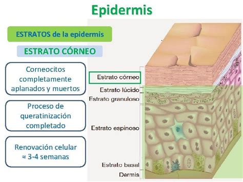 Epidermis Estratos De La Epidermis Estrato CÓrneo Corneocitos Completamente Aplanados Y Muertos