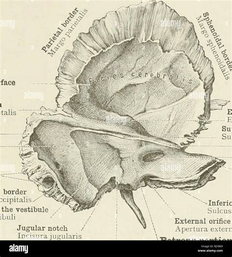 Sigmoid Sulcus