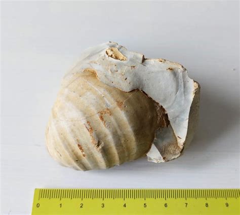 Can Anyone Identify These Fossils R Fossilid