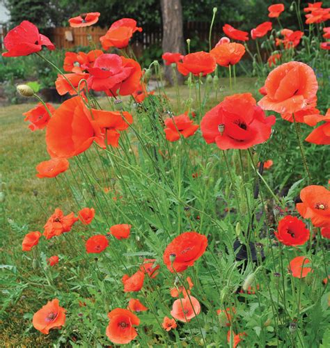 The Poppy A Meaningful Symbol Of Remembrance Manitoba Co Operator