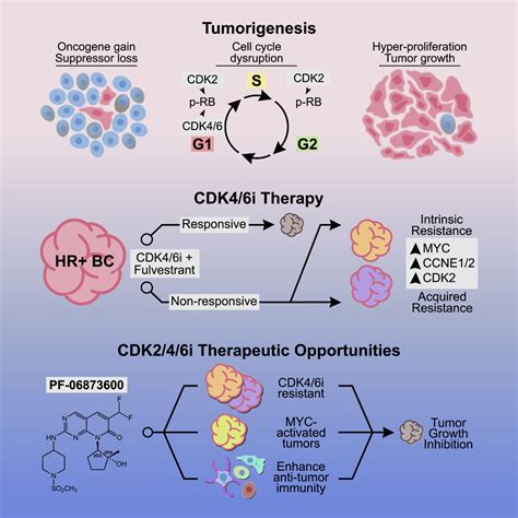 Expanding Control Of The Tumor Cell Cycle With A Cdk2 4 6 Inhibitor