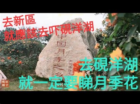 月季玫瑰和蔷薇到底该怎么区分 YouTube