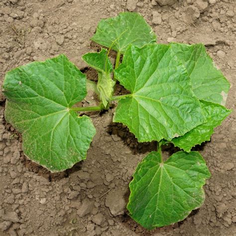 Cucumber Leaves Turning Yellow And Curling At Harry Richey Blog