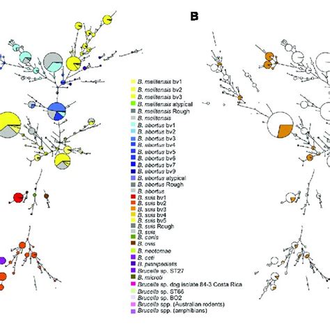 Global View Of The Genetic Diversity Of Brucella Spp Provided By Download Scientific Diagram