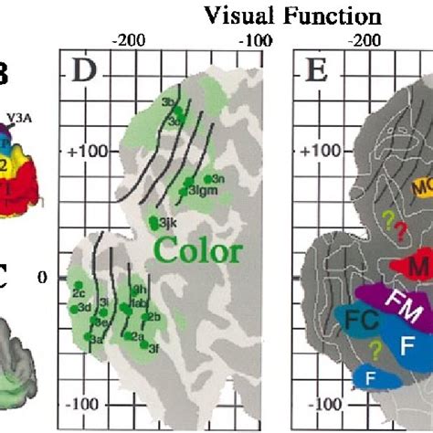 functional specialization in human visual cortex a topographically