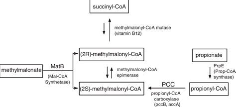 Figure 2 From Metabolic Pathway Engineering For Complex Polyketide Biosynthesis In Saccharomyces