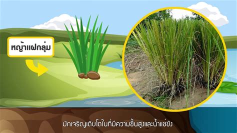 หญ้าแฝก Youtube