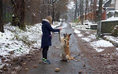 В Україні почали зйомку фільму Війна очима тварин