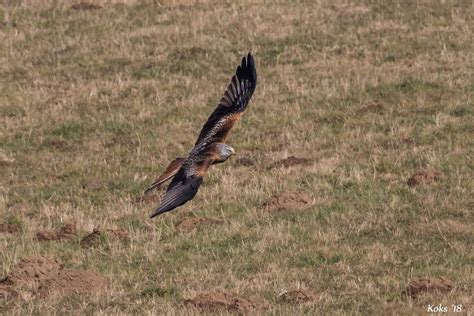 Milvus milvus Foto & Bild | tiere, wildlife, wild lebende vögel Bilder ...