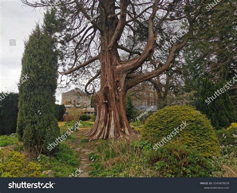Sequia Treee Botanical Garden Stock Photo Shutterstock
