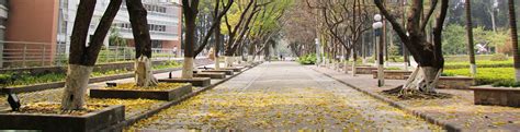 Guangdong University Of Foreign Studies Study In China