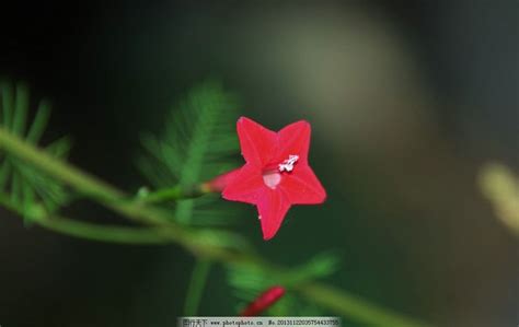 茑萝图片 花草 生物世界 图行天下素材网