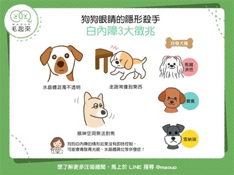 【狗狗健康】狗狗眼睛的隱形殺手——白內障3大徵兆！ 毛起來 Maoup