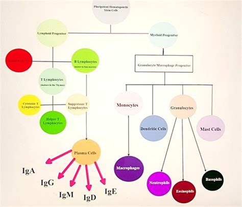 Chapter 4 Altered Immunity Adaptive Immunity Flashcards Quizlet