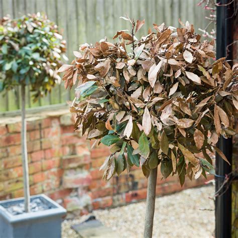 What Causes My Bay Tree Leaves To Turn Brown Infoupdate Org