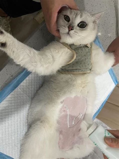母猫肚子有硬块是怎么回事为您一一解答