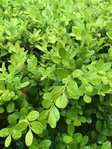 236日目。発声発語・嚥下障害演習Ⅱ 失語症演習Ⅱ。失語症臨床の進め方を段階別に勉強中。情報収集→長期目標推定・説明→今回は「鑑別検査の計画・選択・実施と短期目標の設定・交渉」。鑑別検査では