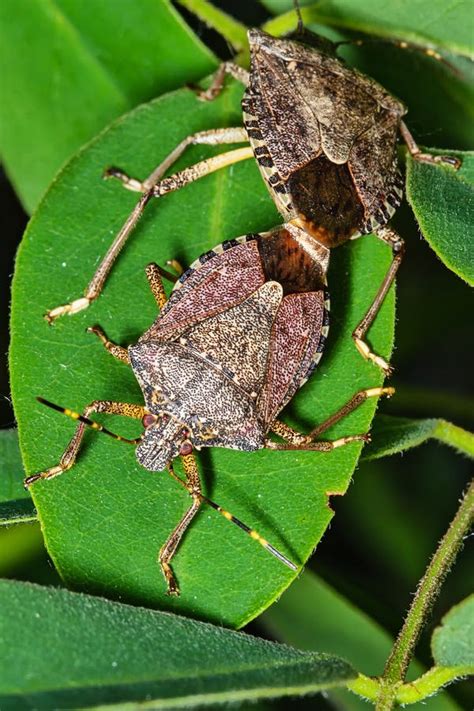 Mating Of Two Shield Bug Stock Image Image Of Flying 220433289