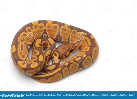 The Royal Python Isolated On White Background Stock Image Image Of