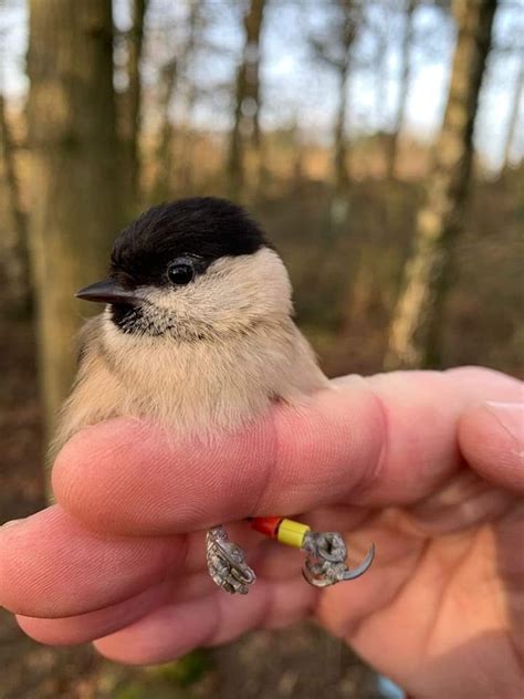 Red Listed Willow Tit Breed On Our Reserve Wwt Washington
