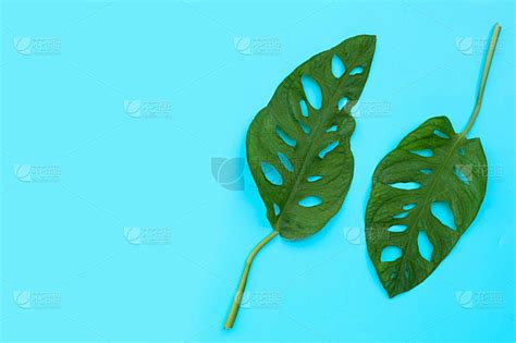 在蓝色背景上的瑞士奶酪藤的叶子或室内植物