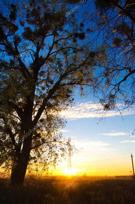 Sunset Behind A Tree Stock Photo Gorielov 39911349