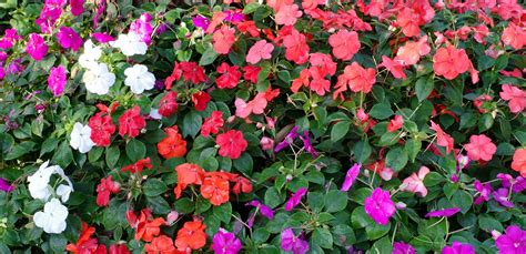 非洲鳳仙玻璃翠蘇丹鳳仙花 菁芳園綠生活