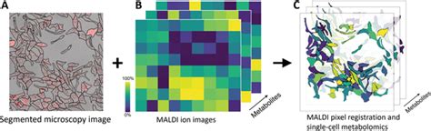 Multimodal Integration Workflow Of SpaceM A Cell Segmentation In Download Scientific Diagram