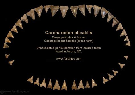 Carcharodon Plicatilis Prehistoric Wiki Fandom