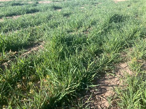 The Healthy Soil Project Santa Fe Farmers Market Institute