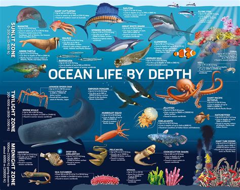 Ocean Sea Life Facts Zones Squids Depths Ecosystem Organisms Marine