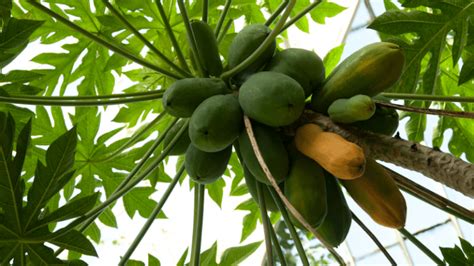 Health Benefits Of Pawpaw From The Experts Accra Mail