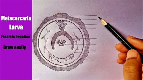 Fasciola Hepatica Metacercariae