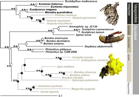 Partitioned Bayesian Tree Based On A 50 Majority Rule Consensus Tree Download Scientific