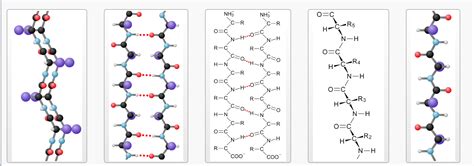 Solved Classify Each Peptide Chain As Part Of A Parallel Chegg