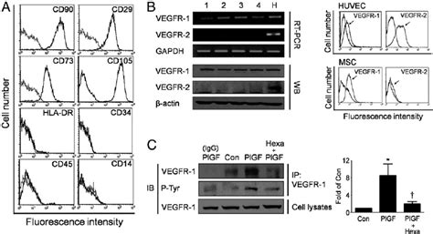 A Flow Cytometry Analysis Of Cell Surface Protein Expression Cells