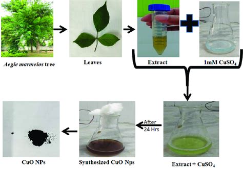 Schematic Illustration Of Synthesis Of Copper Oxide Nanoparticles