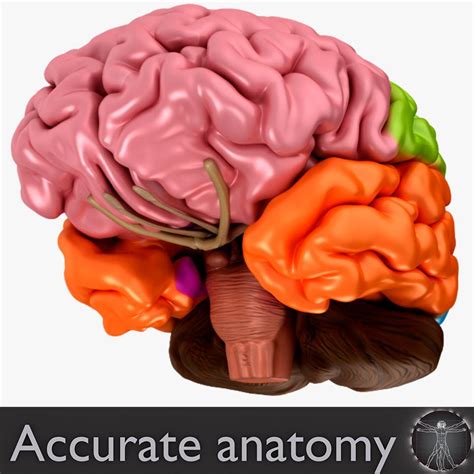 Brain Free 3d Models Blender Blend Download Free3d