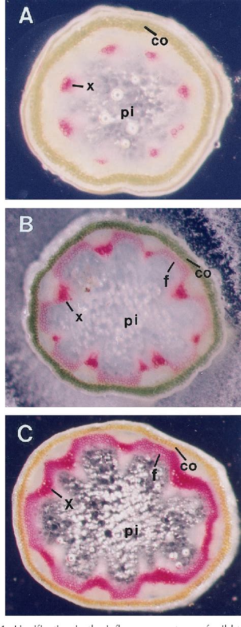 Figure 1 From Ectopic Deposition Of Lignin In The Pith Of Stems Of Two