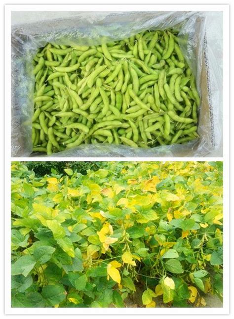 【农副产品】有机毛豆 山东奥德福生物科技有限公司