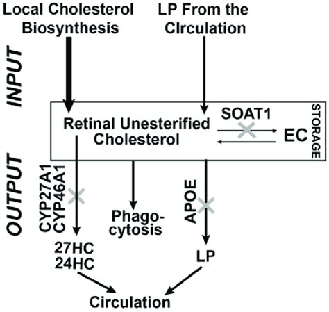 Schematic Representation Of The Known Cholesterol Related Pathways
