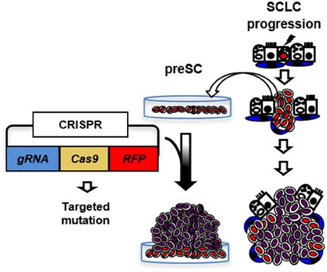 Development Reproduction