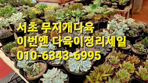 서초 무지개다육 이번엔 다육이정리세일 010 6343 6995 Youtube