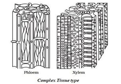 Permanent Tissue Definition Types And Characteristics QS Study