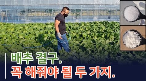 2022 10 14 배추엽면시비최종 Youtube