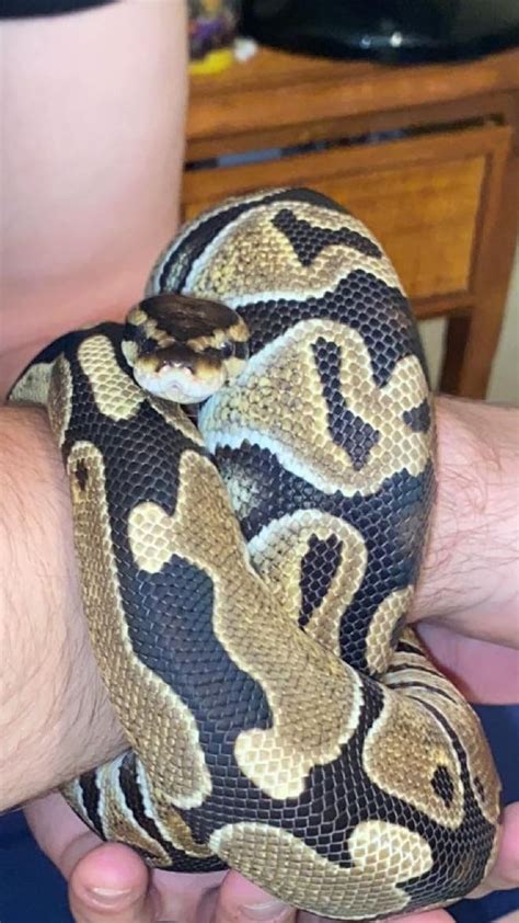 Female Ball Python R Ballpythonmorph