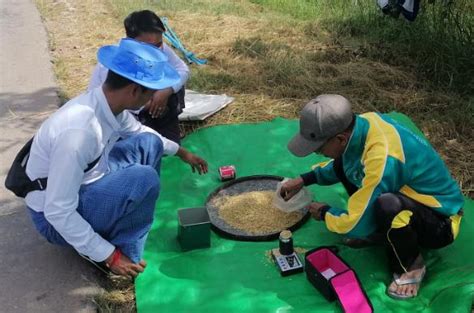 ကျိုင်းတောင်းမြို့၌ မိုးစပါးစံကွက်ရိတ်သိမ်းခြင်း ဆောင်ရွက် Information And Public Relations